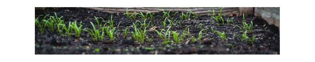 Todo lo que necesitas para sembrar césped - Proterra